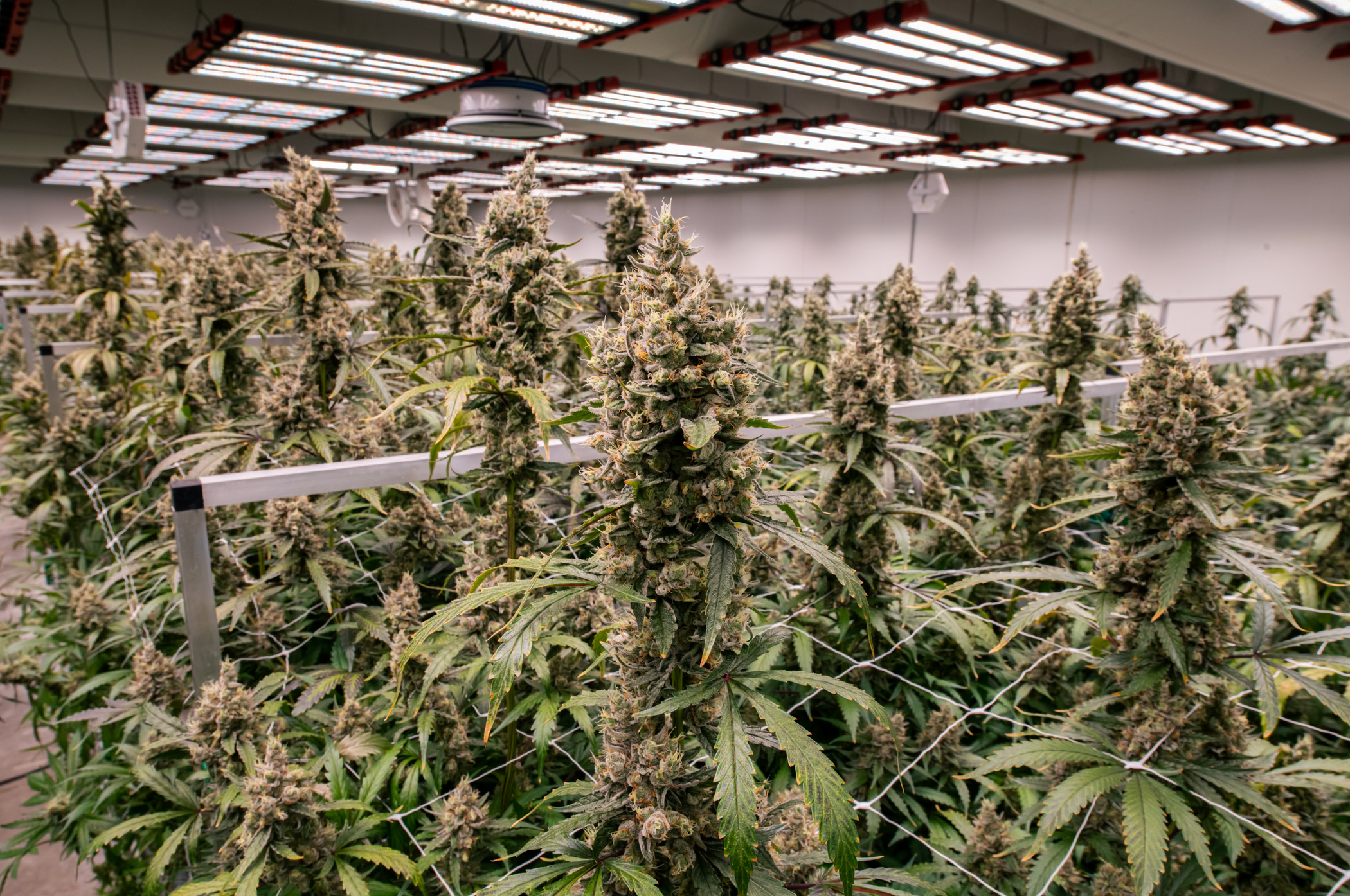 Learn The Art & Science of Microdosing THC – Dr. Greenthumbs